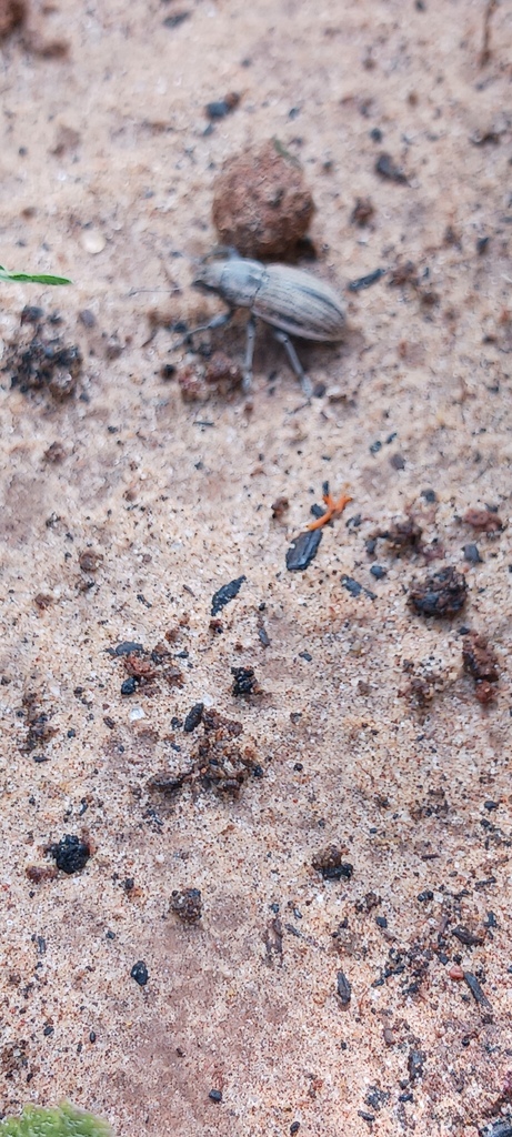 White-fringed weevil from 700 E Main St, Edmond, OK 73034 on July 17 ...