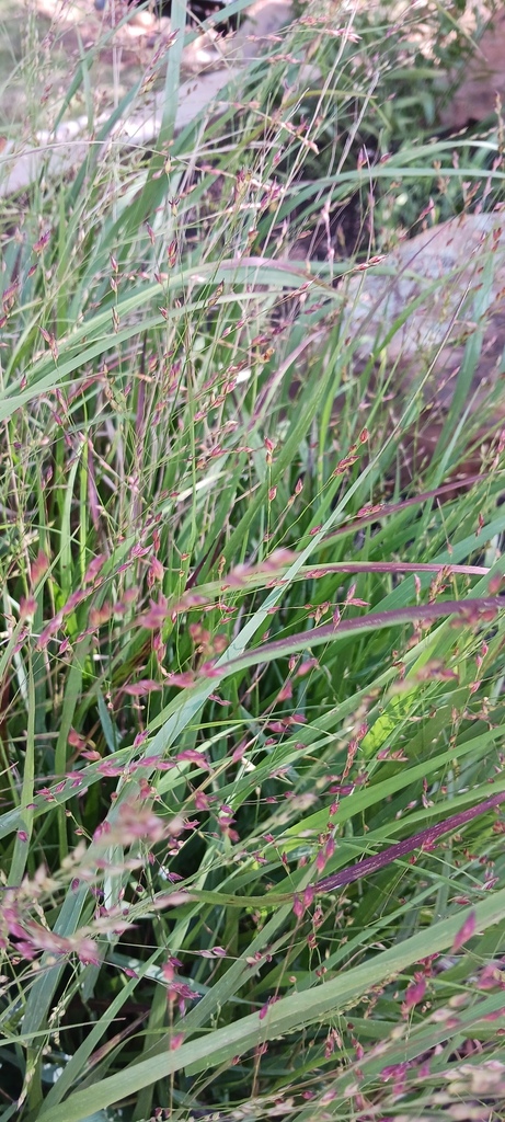 switchgrass from 700 E Main St, Edmond, OK 73034 on July 17, 2023 at 04 ...