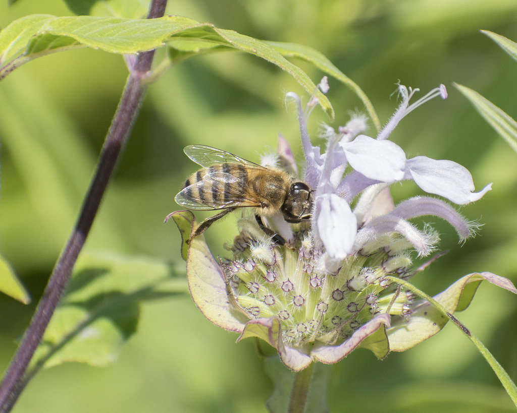 Western Honey Bee from Montgomery County, OH, USA on July 14, 2023 at ...