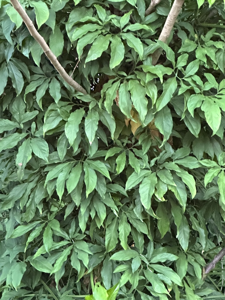Goosefoot-plant from Great Barrier Reef, Picnic Bay, QLD, AU on July 11 ...