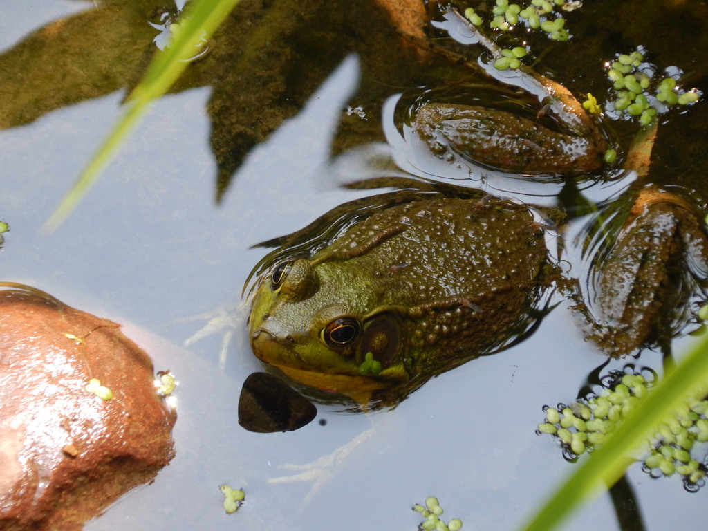 Green Frog from Westerville, OH, USA on June 17, 2023 at 04:18 PM by ...
