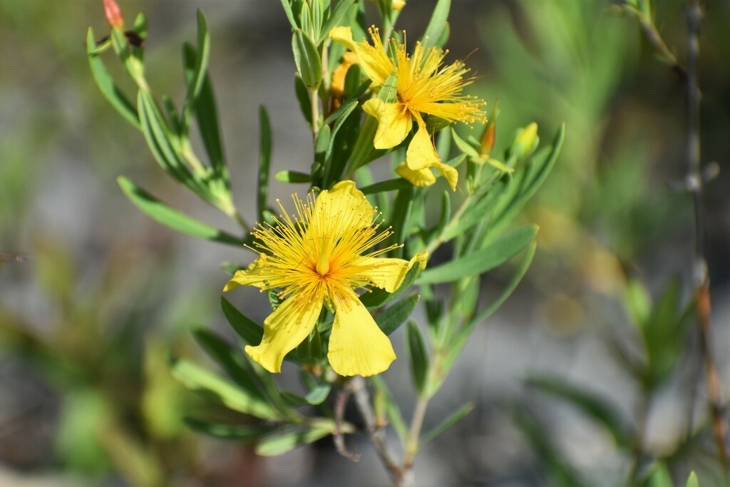 Kalm's St. John's-wort from Rouge Park, Vista Trail, Toronto, ON ...