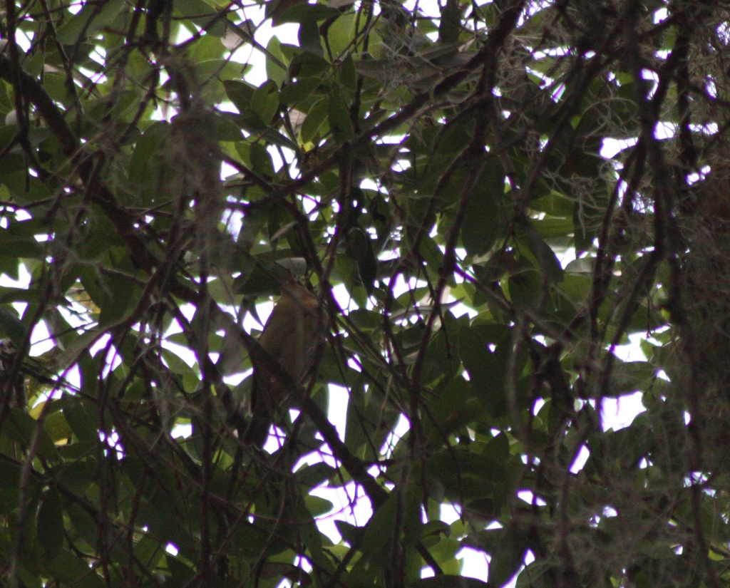 Worm-eating Warbler from Sanford, FL, USA on April 21, 2023 at 12:07 PM ...
