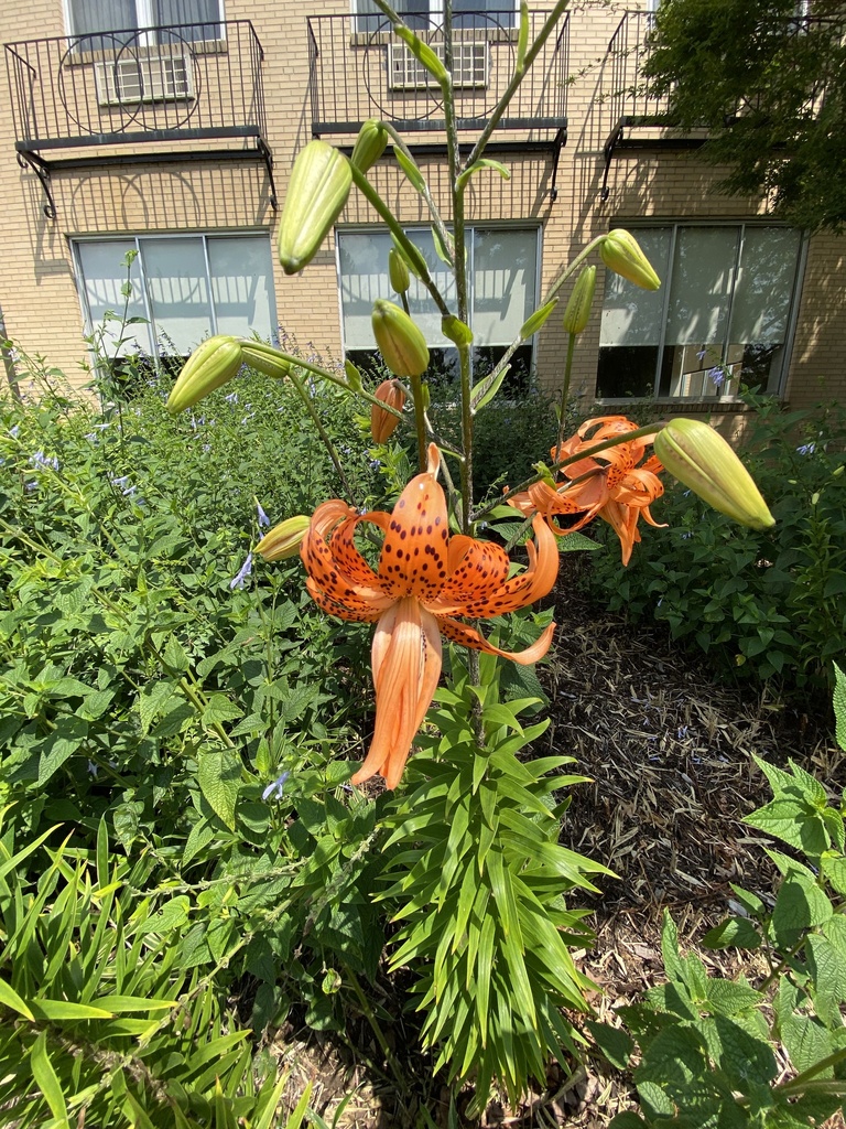 true lilies in July 2023 by desert_rat · iNaturalist