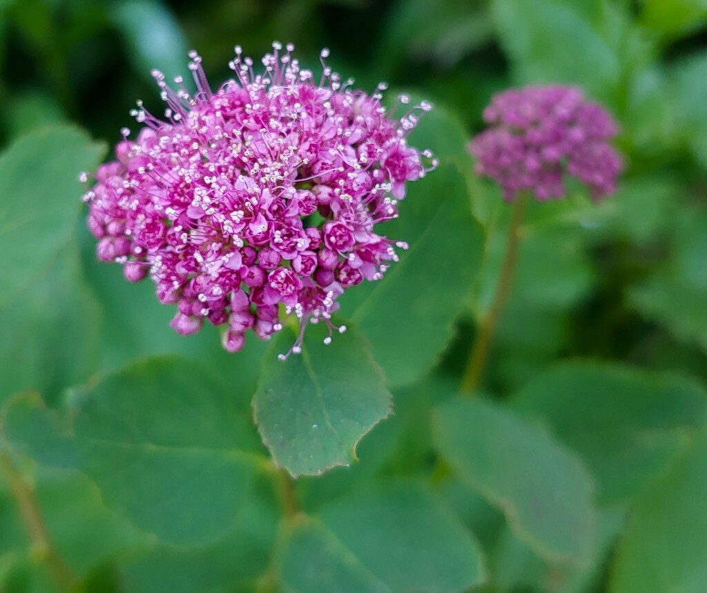 Mountain Spirea from Flathead County, MT, USA on July 9, 2023 at 08:34 ...