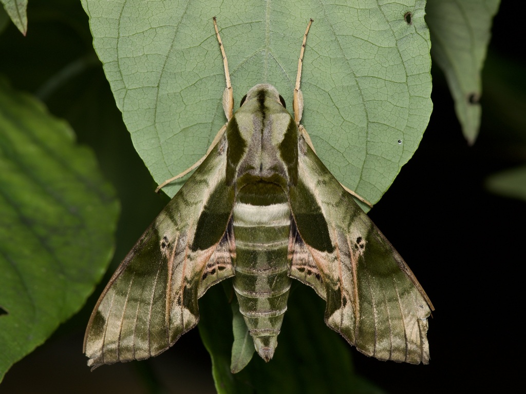 Pandorus Sphinx from Highland County, OH, USA on July 16, 2023 at 01:07 ...