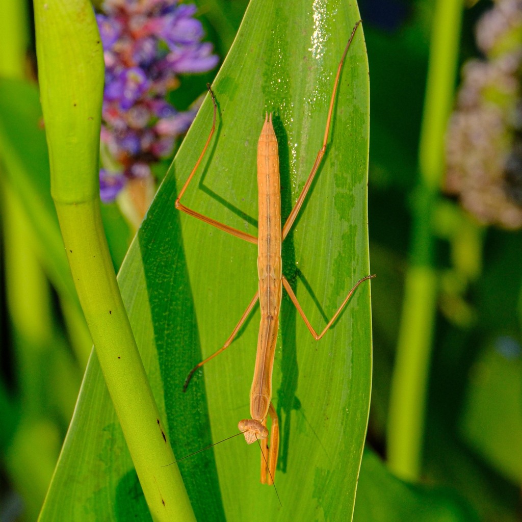 Narrow-winged Mantis from Sussex County, DE, USA on July 17, 2023 at 06 ...