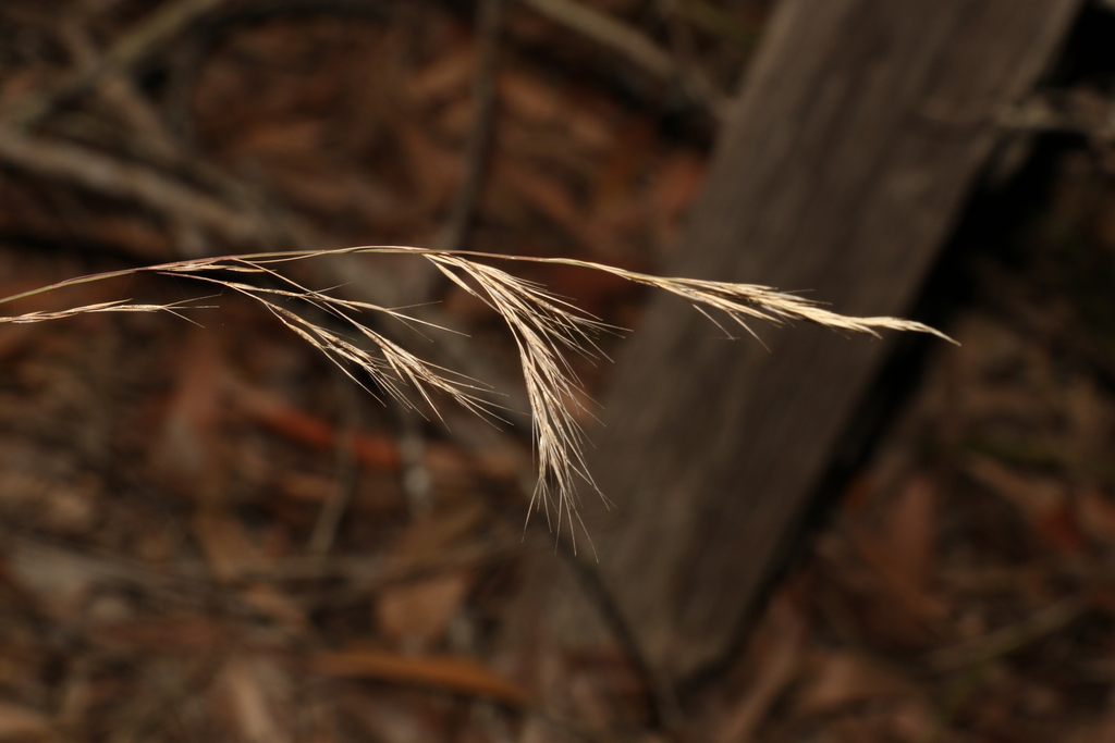 Purple Wire-grass from Cedar Creek QLD 4207, Australia on July 17, 2023 ...