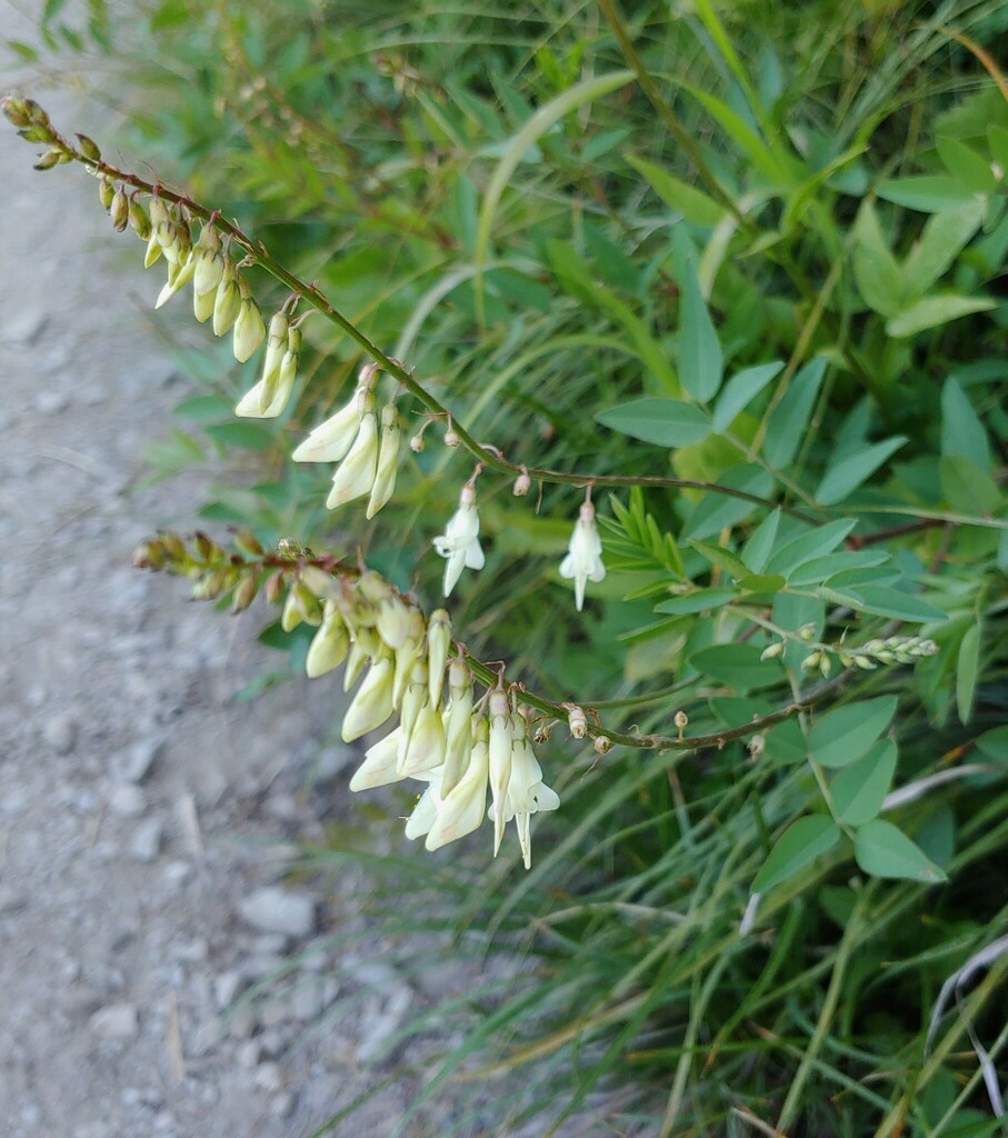 Yellow Sweet-vetch from Flathead County, MT, USA on July 9, 2023 at 09: ...