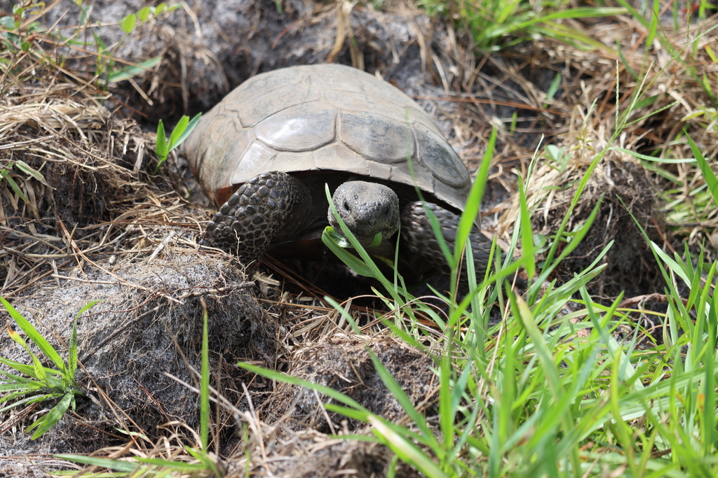 Gopher Tortoise in July 2023 by LW Ridge · iNaturalist