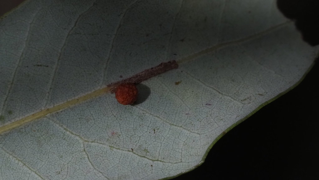 Oak Gall Wasps from Forest Ranch, CA 95942, USA on July 12, 2023 at 10: ...