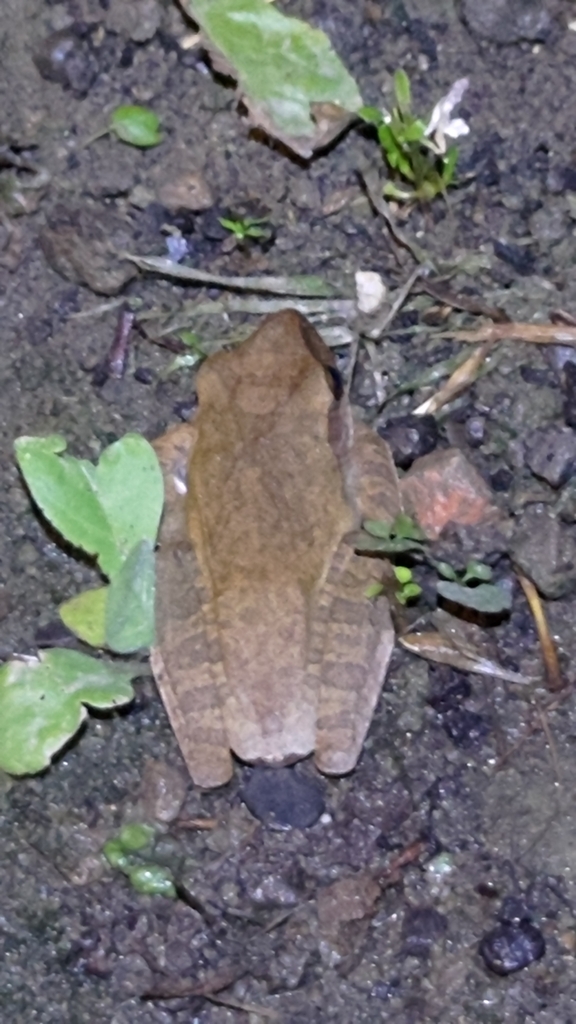 Brown Tree Frog from Yulin, TW-TA, TW on July 17, 2023 at 10:45 PM by 歐陽秀華 · iNaturalist