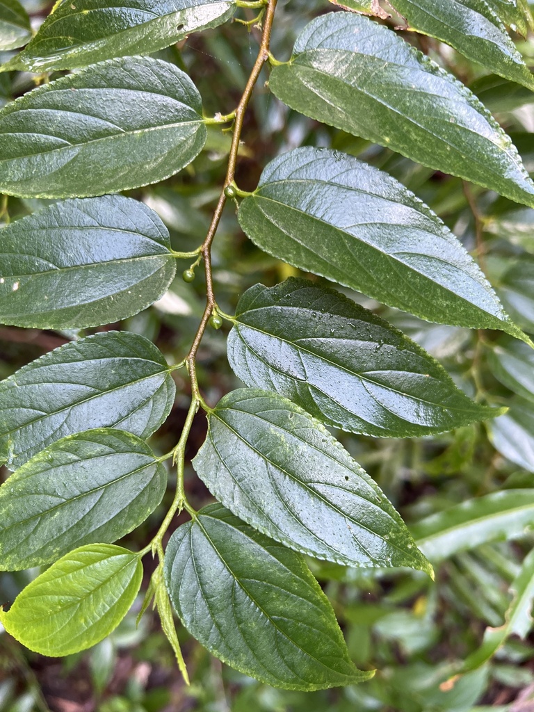 Nettle Tree from Centreview Ct, Buderim, QLD, AU on July 18, 2023 at 08 ...
