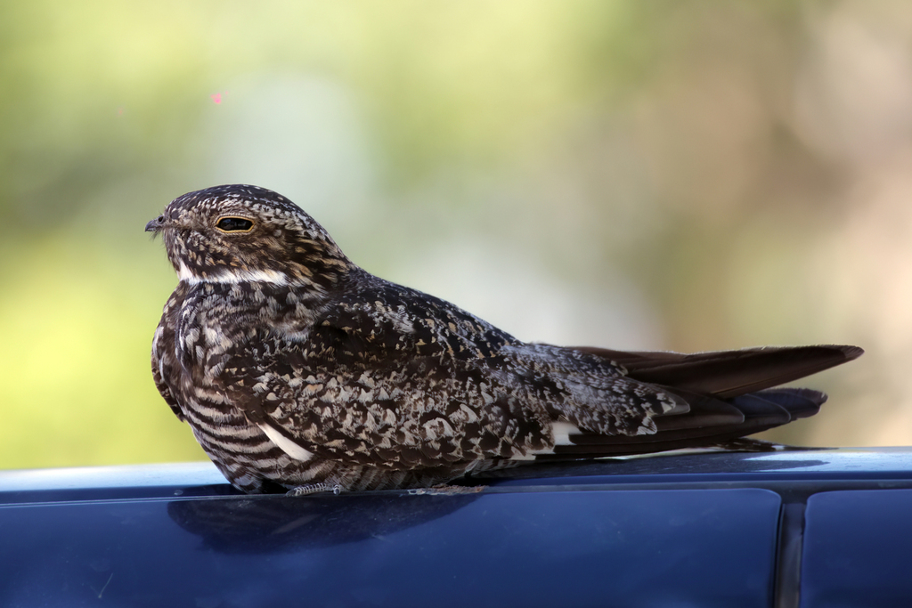 Common Nighthawk from Millard County, UT, USA on July 7, 2023 at 08:29 ...