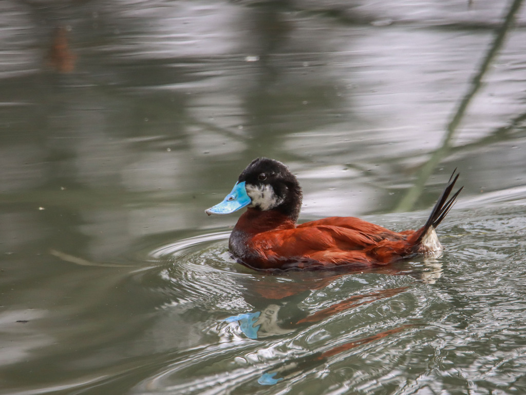 Stiff-tailed Ducks from Suba, Bogotá, Colombia on July 16, 2023 at 09: ...