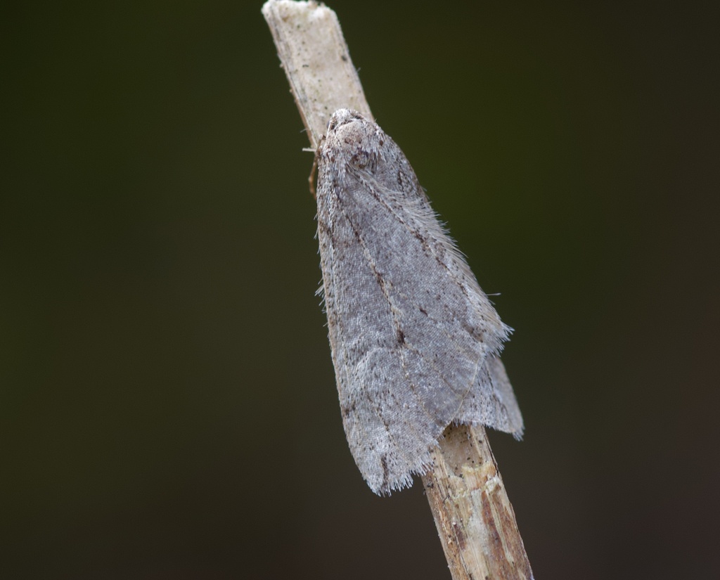 Spring Cankerworm Moth from Long Island, Southold, NY, US on March 20 ...