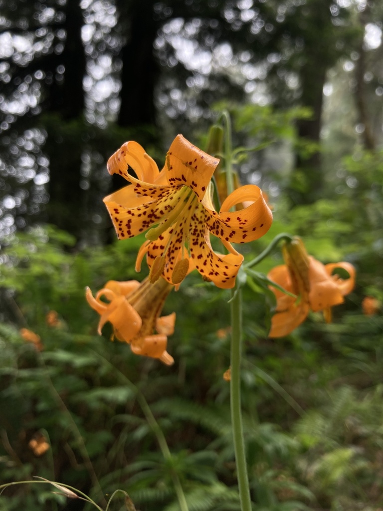 Columbia lily from Redwood National and State Parks, Crescent City, CA ...