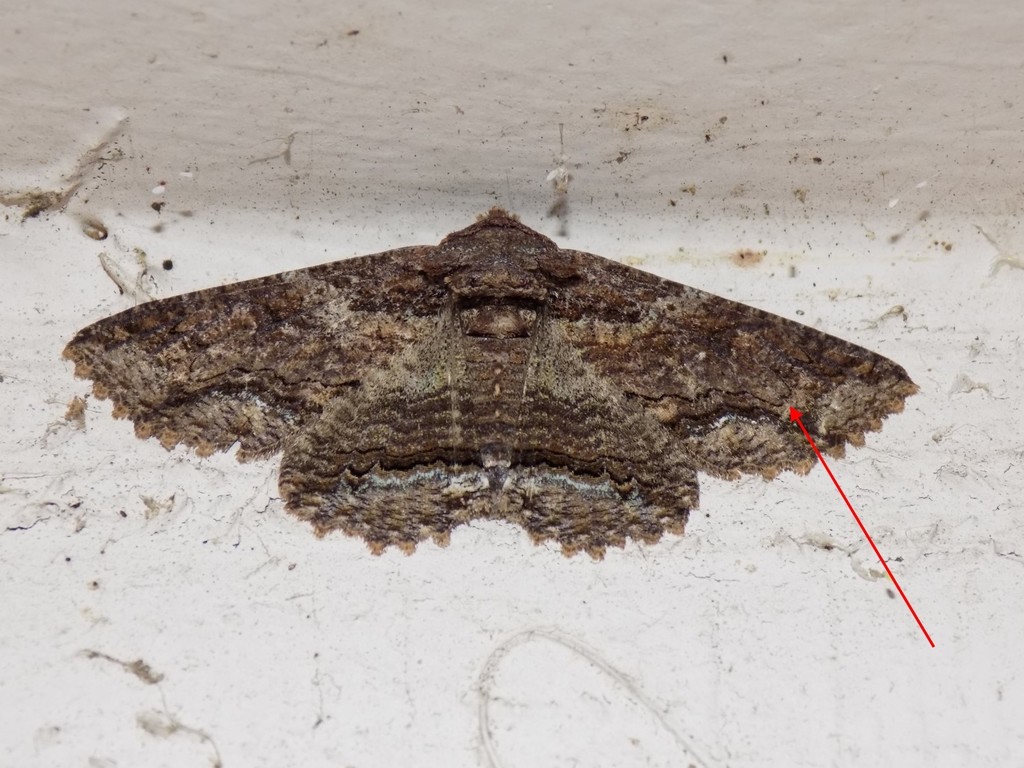 Lunate Zale Moth from Circle C North, Austin, TX 78749, USA on January ...