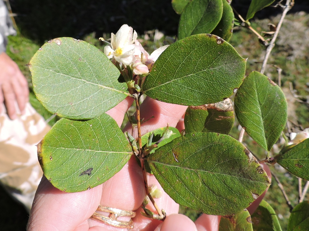 Amur honeysuckle from Soldier Springs Park on February 12, 2016 by Sam ...