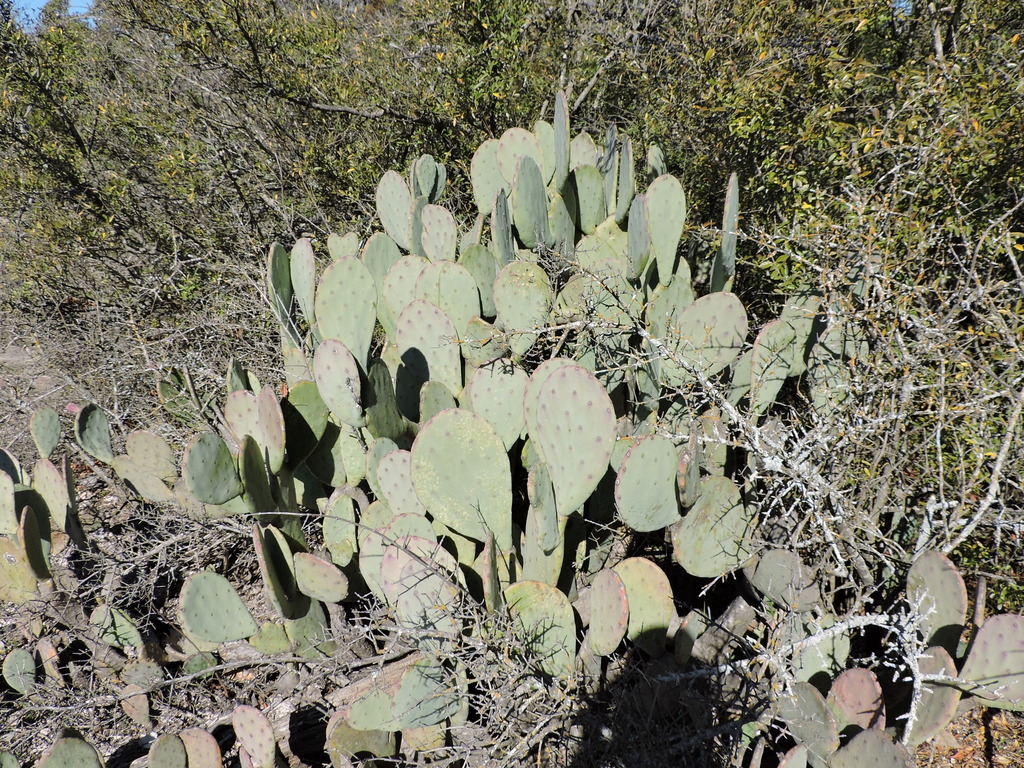 Texas blue pricklypear from Soldier Springs Park on February 12, 2016 ...