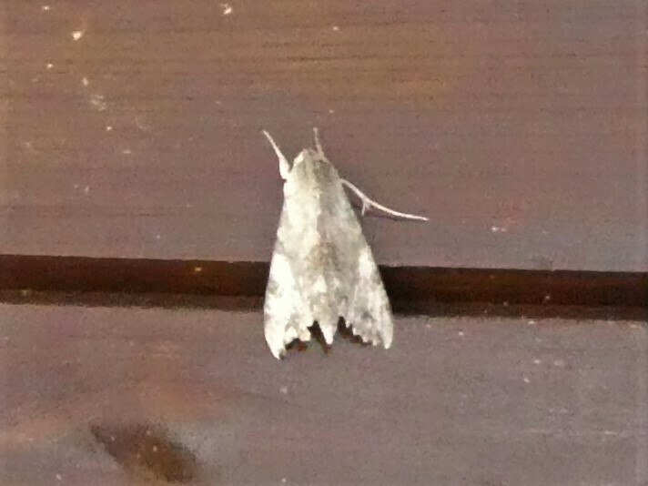 Obscure Sphinx from 8400 NW Military Hwy, San Antonio, TX 78230, USA on ...