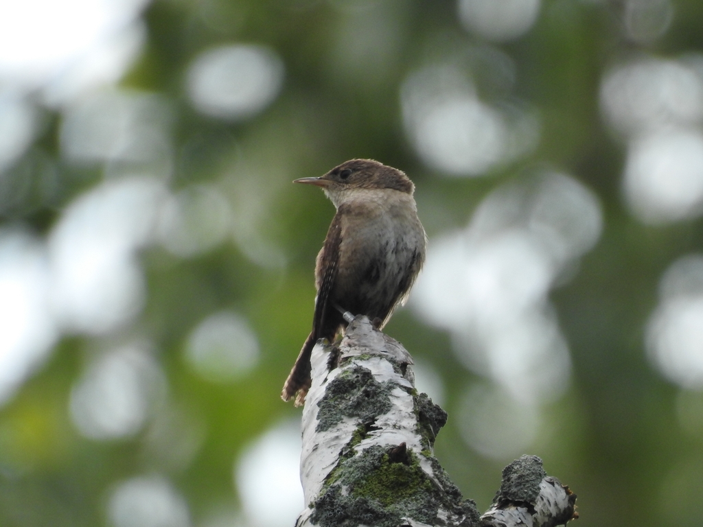House Wren from Tommy Thompson Park on July 16, 2023 at 10:16 AM by ...