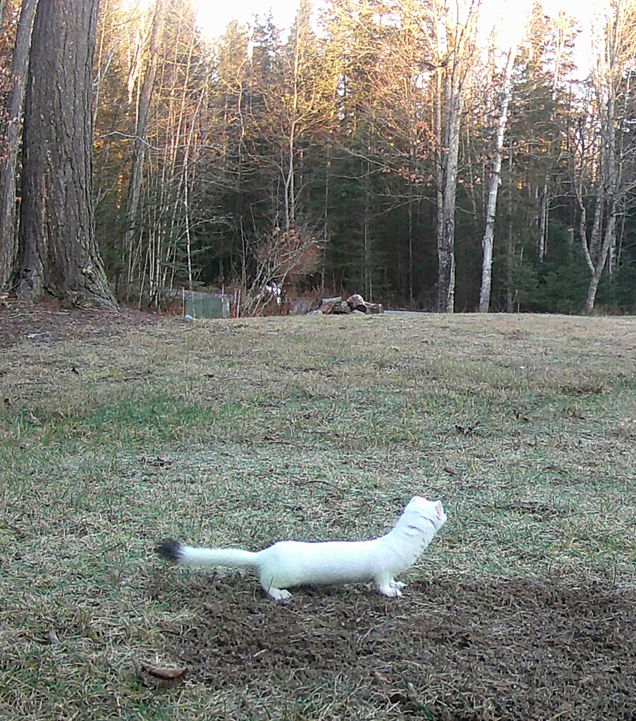 Long-tailed Weasel from The Adirondack Preserve, Saranac, NY, US on ...