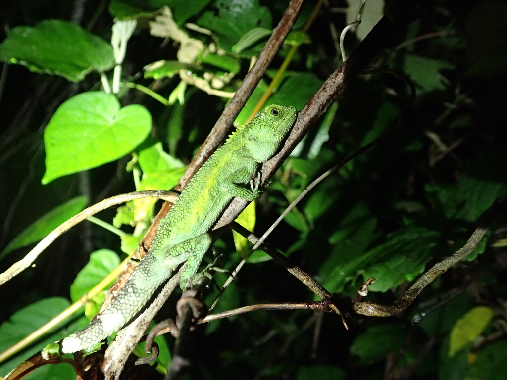 Diploderma polygonatum polygonatum in June 2023 by hakkahamushi ...