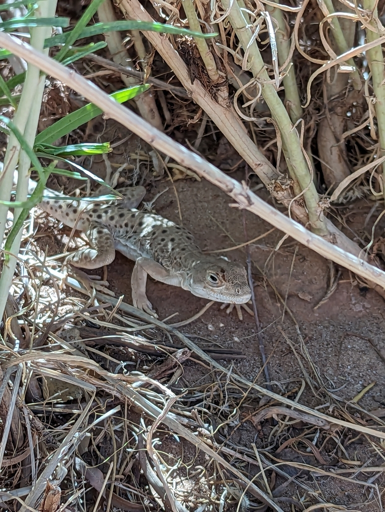 Long-nosed Leopard Lizard from Green River, UT 84525, USA on July 15 ...