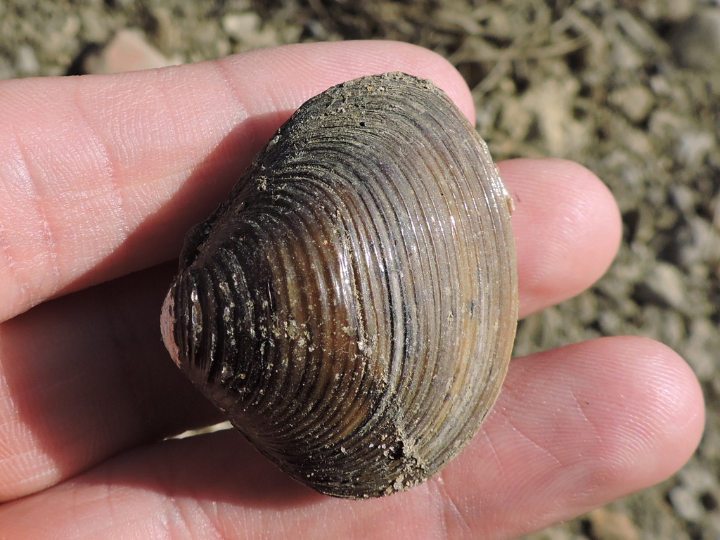 Asian Clam from Town East Park on February 13, 2016 by Sam Kieschnick ...