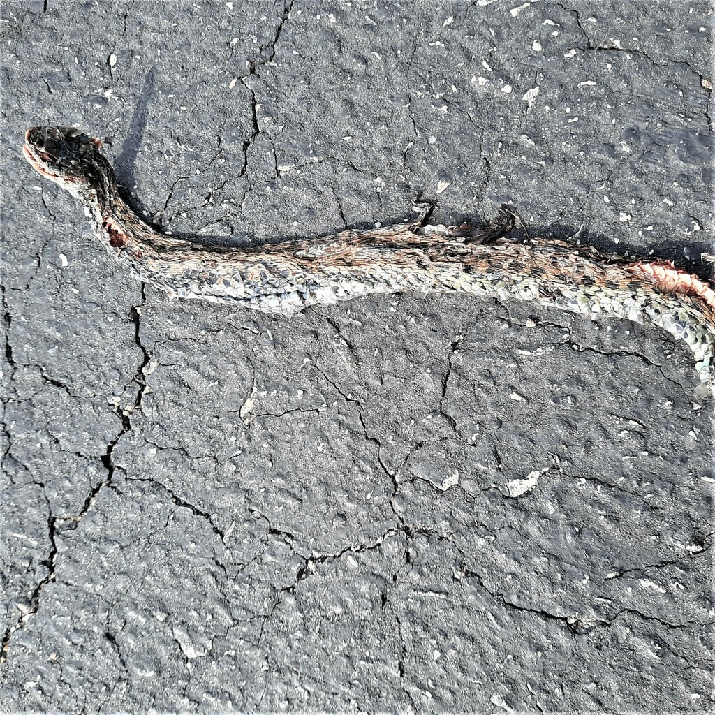 Common Garter Snake from Georgetown County, SC, USA on June 24, 2023 at ...