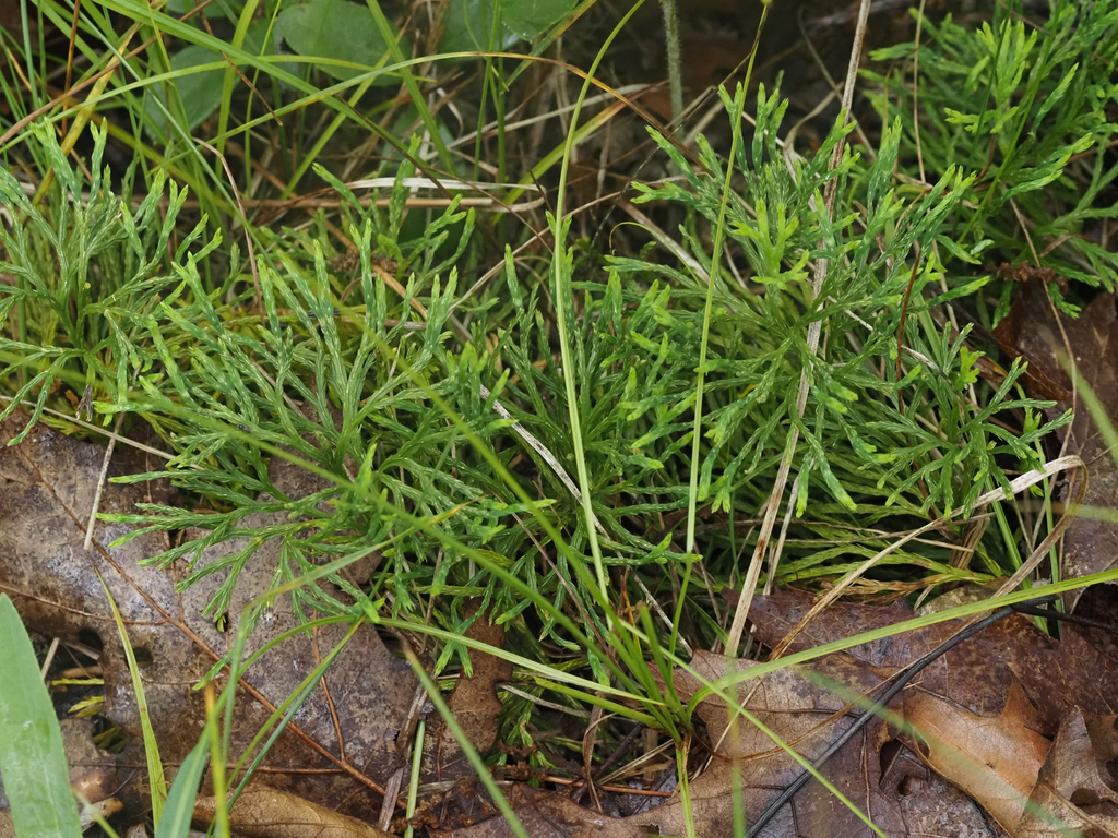 northern ground-cedar from Lambton County, ON, Canada on June 27, 2023 ...