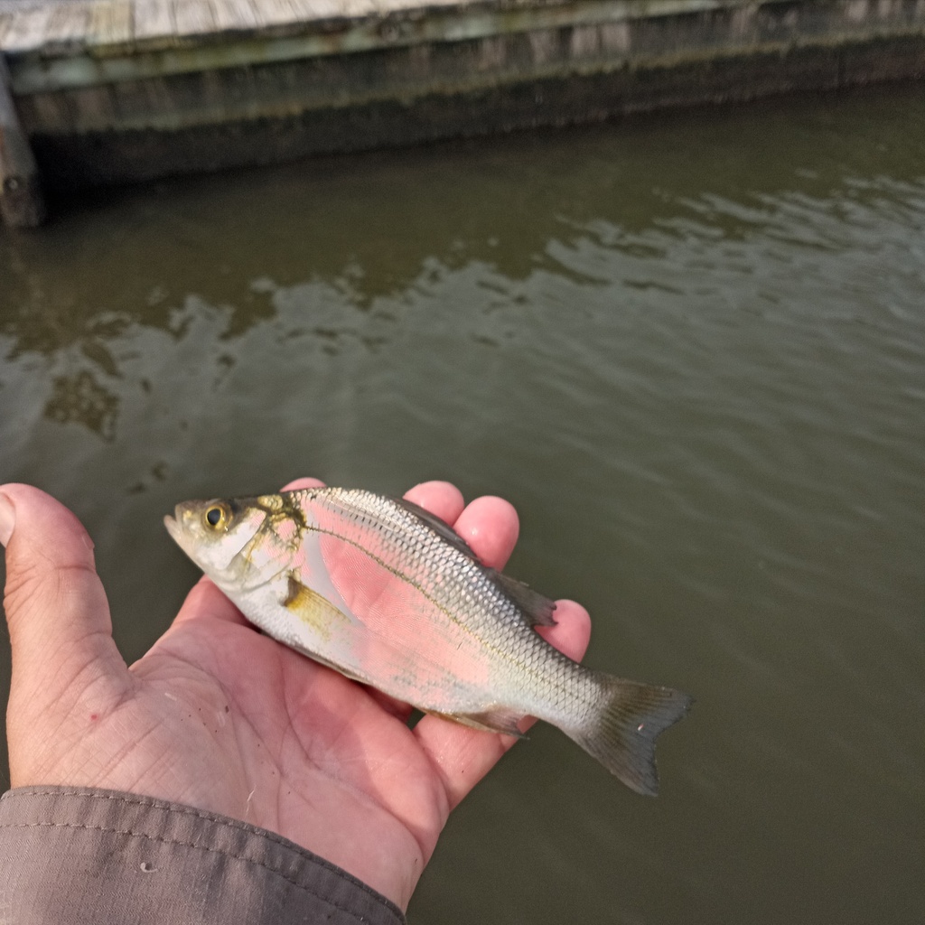 White Perch from Kent County, MD, USA on July 17, 2023 at 10:13 AM by ...