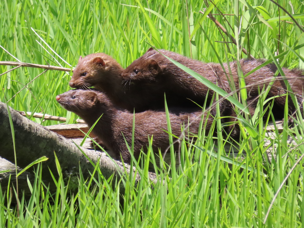 American Mink from Ottawa County, MI, USA on July 17, 2023 at 01:23 PM ...