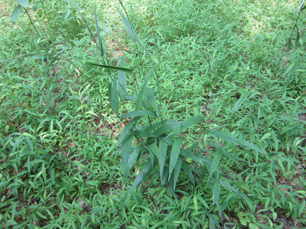 Long-awned Wood Grass from Great Falls, VA, USA on July 17, 2023 at 01: ...