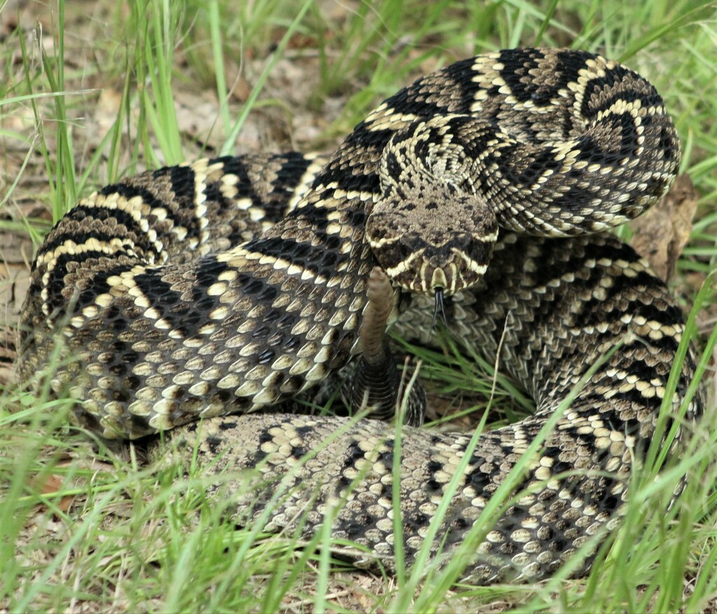 Eastern Diamondback Rattlesnake from Decatur County, GA, USA on July 17 ...