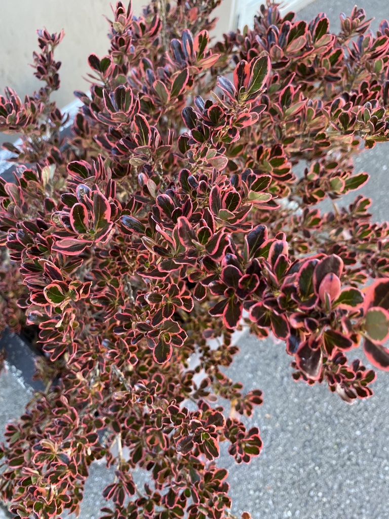 Coprosma from Te Ika-a-Māui/North Island, Wellington, Wellington, NZ on ...