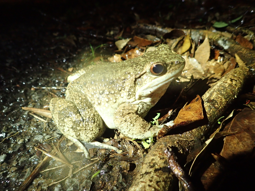 Otton frog in June 2023 by hakkahamushi · iNaturalist