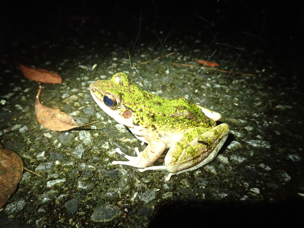 Amami Tip-nosed Frog in June 2023 by hakkahamushi · iNaturalist