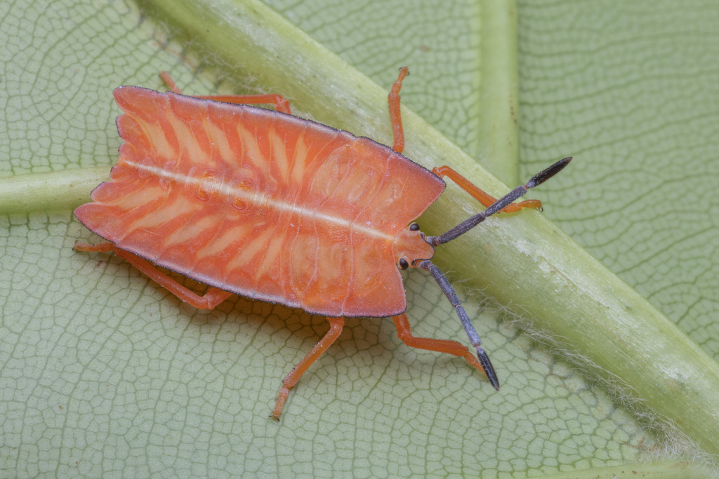 Giant Shield Bug from Yio Chu Kang, Singapore on July 17, 2023 at 09:35 ...