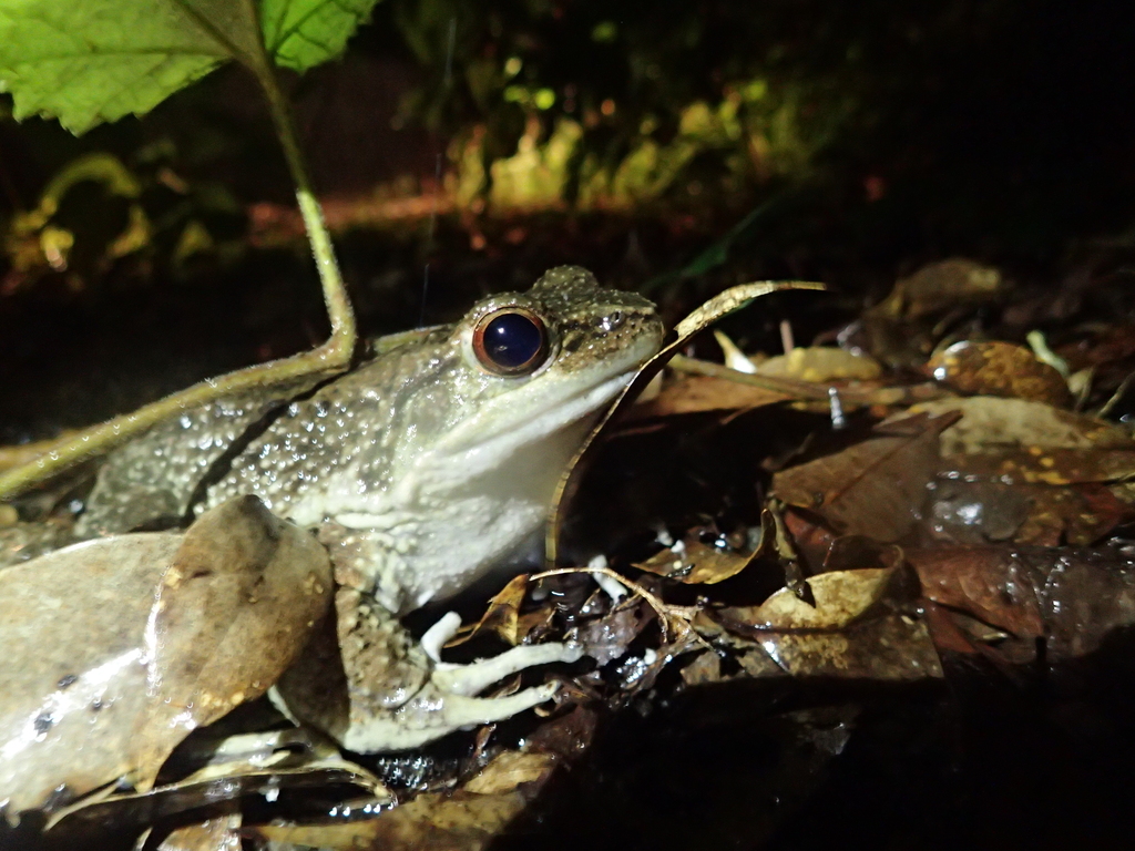 Otton frog in June 2023 by hakkahamushi · iNaturalist