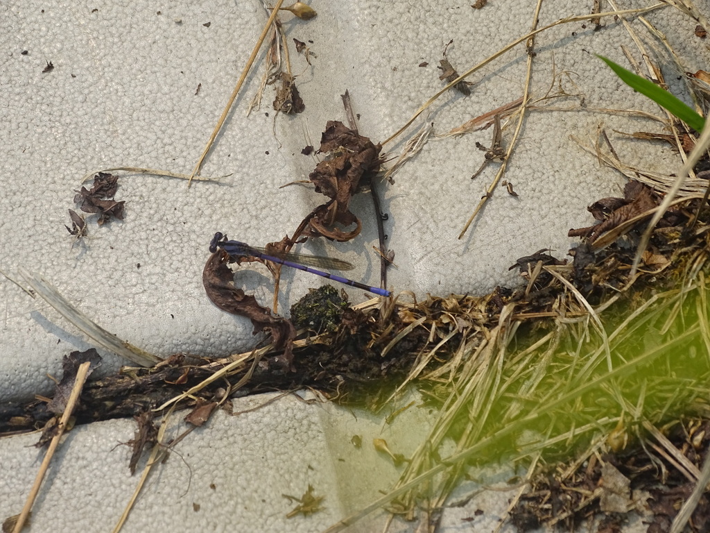 Violet Dancer from Geauga County, OH, USA on July 17, 2023 at 03:40 PM ...