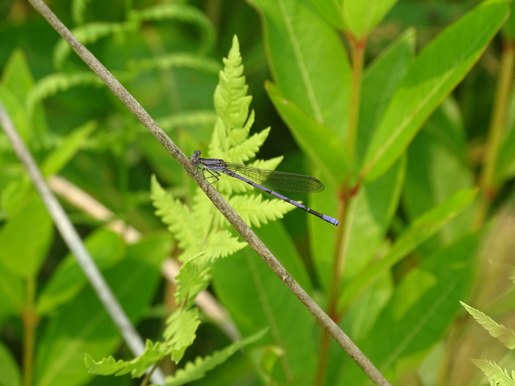 Violet Dancer from Geauga County, OH, USA on July 17, 2023 at 03:40 PM ...