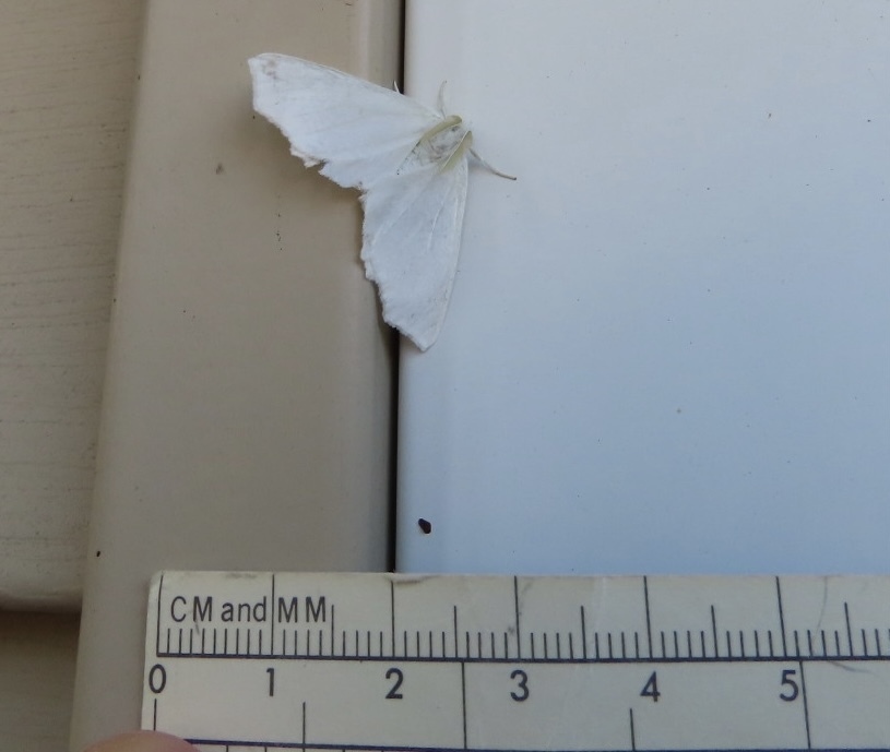 Ennominae from West Newton, Newton, MA, USA on July 17, 2023 at 07:26 ...