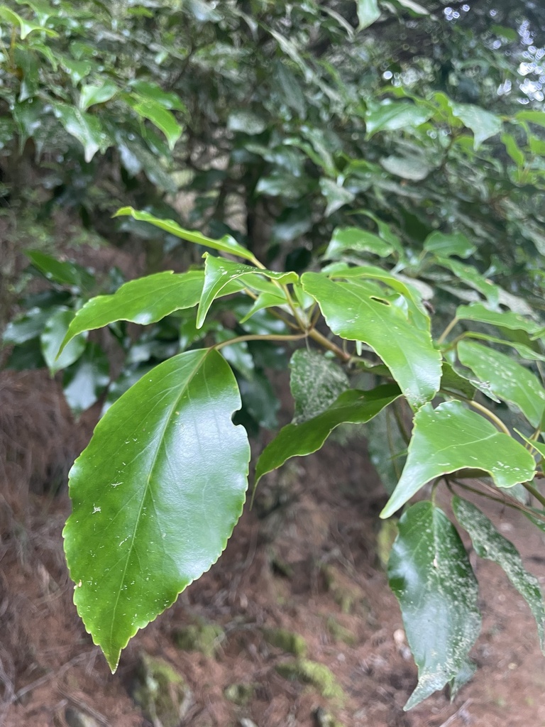 Cartwheel Tree from Taiwan, CN on July 13, 2023 at 01:33 PM by Larry ...