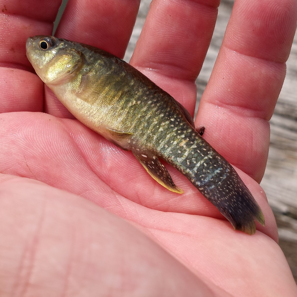 Mummichog from Kent County, MD, USA on July 17, 2023 at 12:02 PM by ...