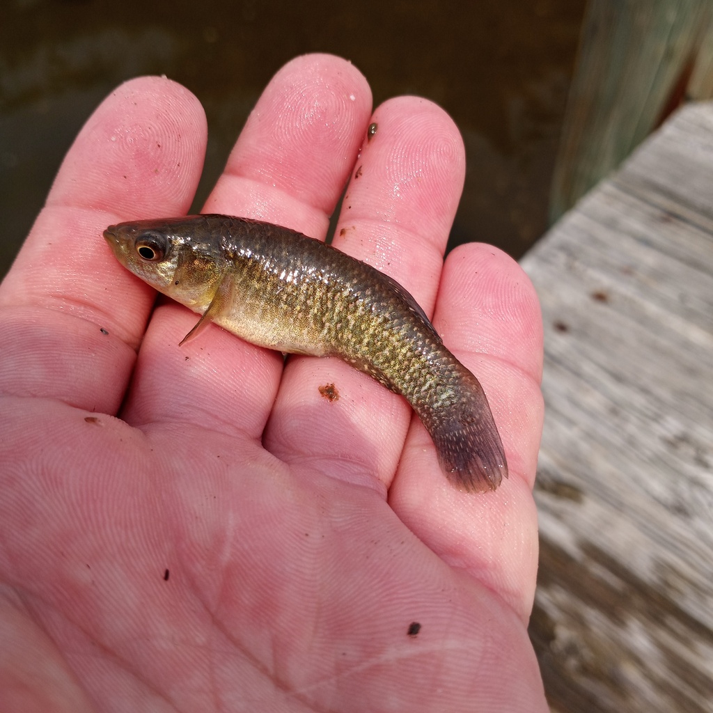 Mummichog from Kent County, MD, USA on July 17, 2023 at 12:08 PM by ...