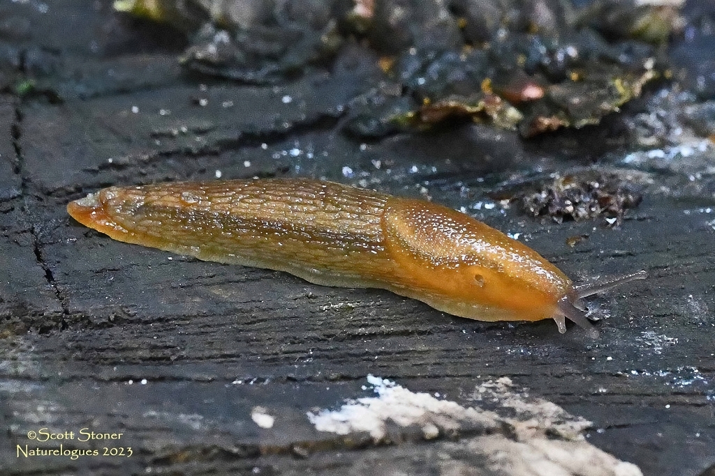 Arion Slugs from 56 Game Farm Rd, Delmar, NY 12054, USA on July 15 ...