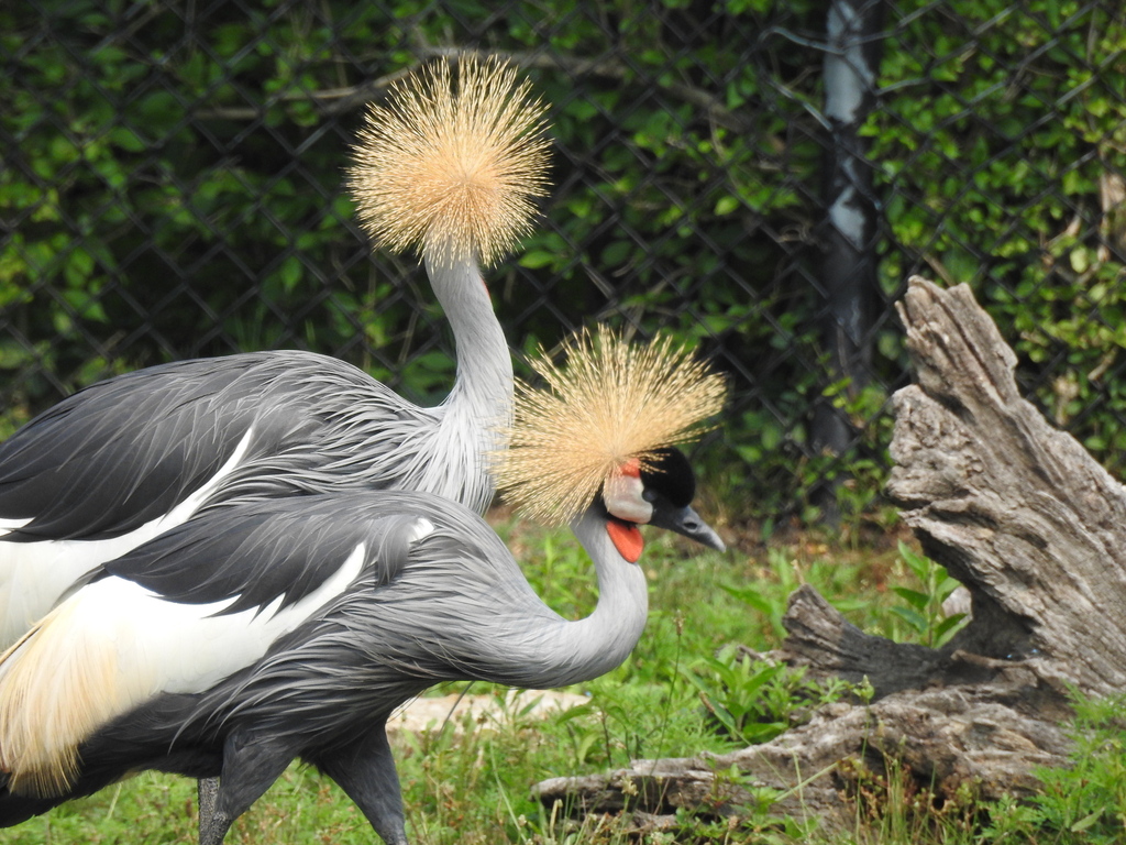 Gray Crowned-Crane in July 2023 by FERNANDO QUIROZ · iNaturalist