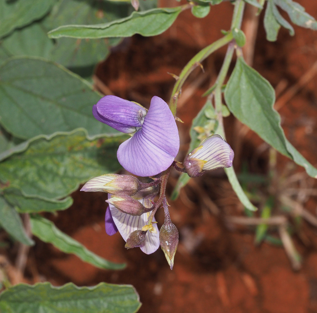 legumes from National Route 1, Forty Mile QLD 4872, Australia on July ...